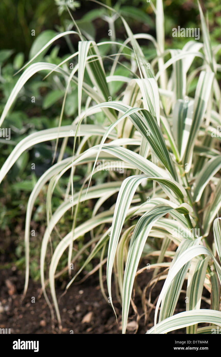 Arundo Donax Variegata
