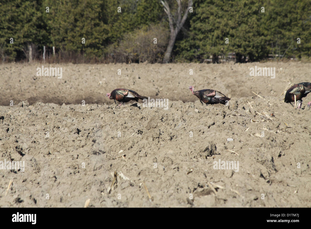 Corn field turkey hi-res stock photography and images - Alamy