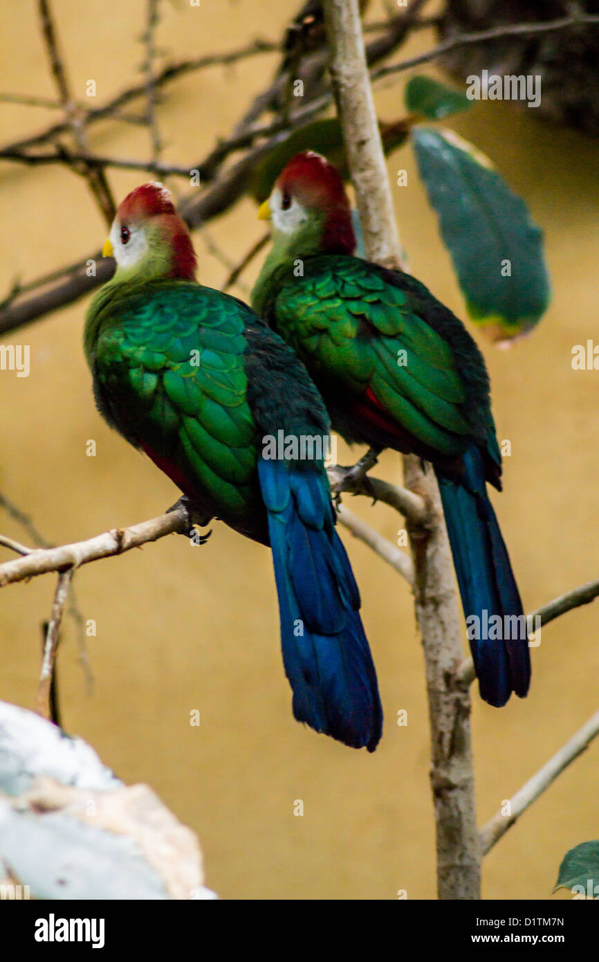 Birds of london zoo hi-res stock photography and images - Alamy