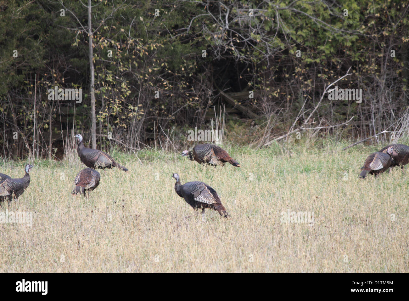 Jake eastern wild turkey in hi-res stock photography and images - Alamy