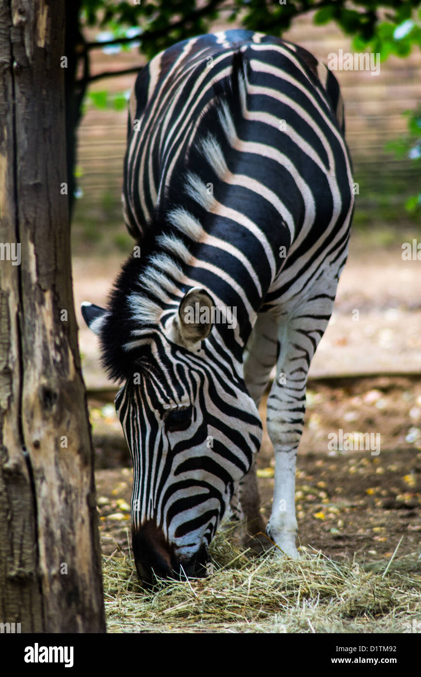 Zebra in London Zoo Stock Photo - Alamy