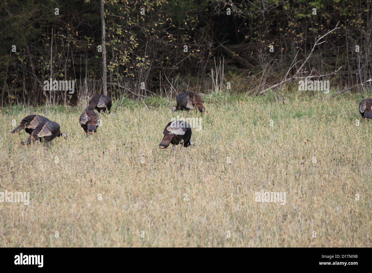 Jake eastern wild turkey in hi-res stock photography and images - Alamy