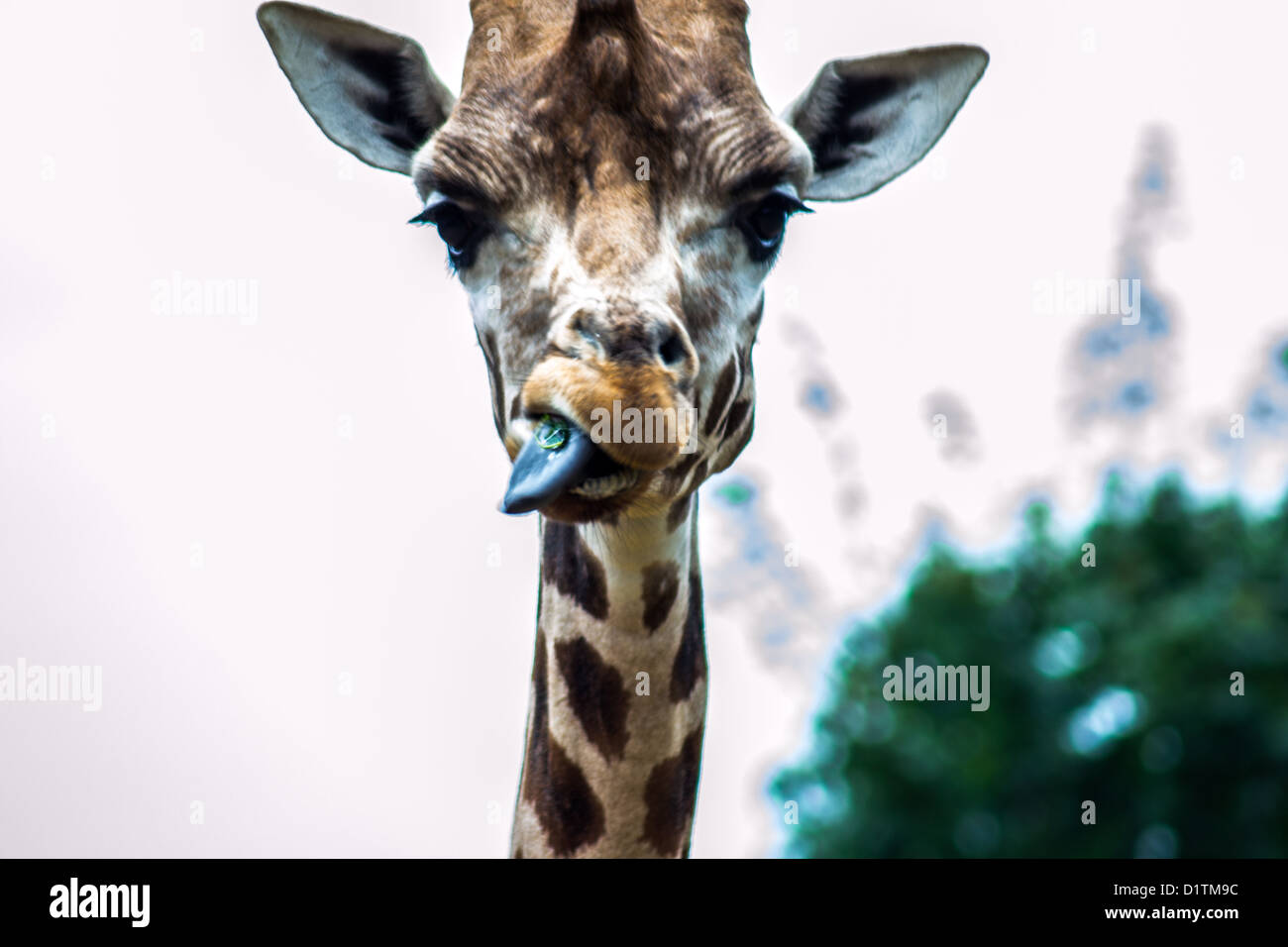 London zoo giraffe hi-res stock photography and images - Alamy