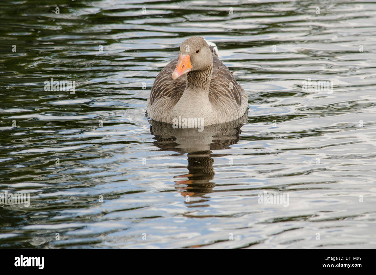 Relaxed Bird High Resolution Stock Photography and Images - Alamy