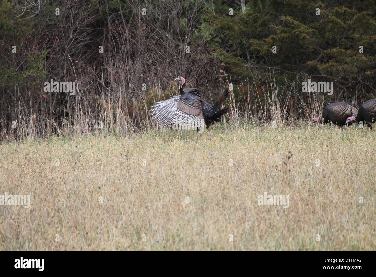 Eastern Wild turkeys foraging for food in a small field by a wooded ...