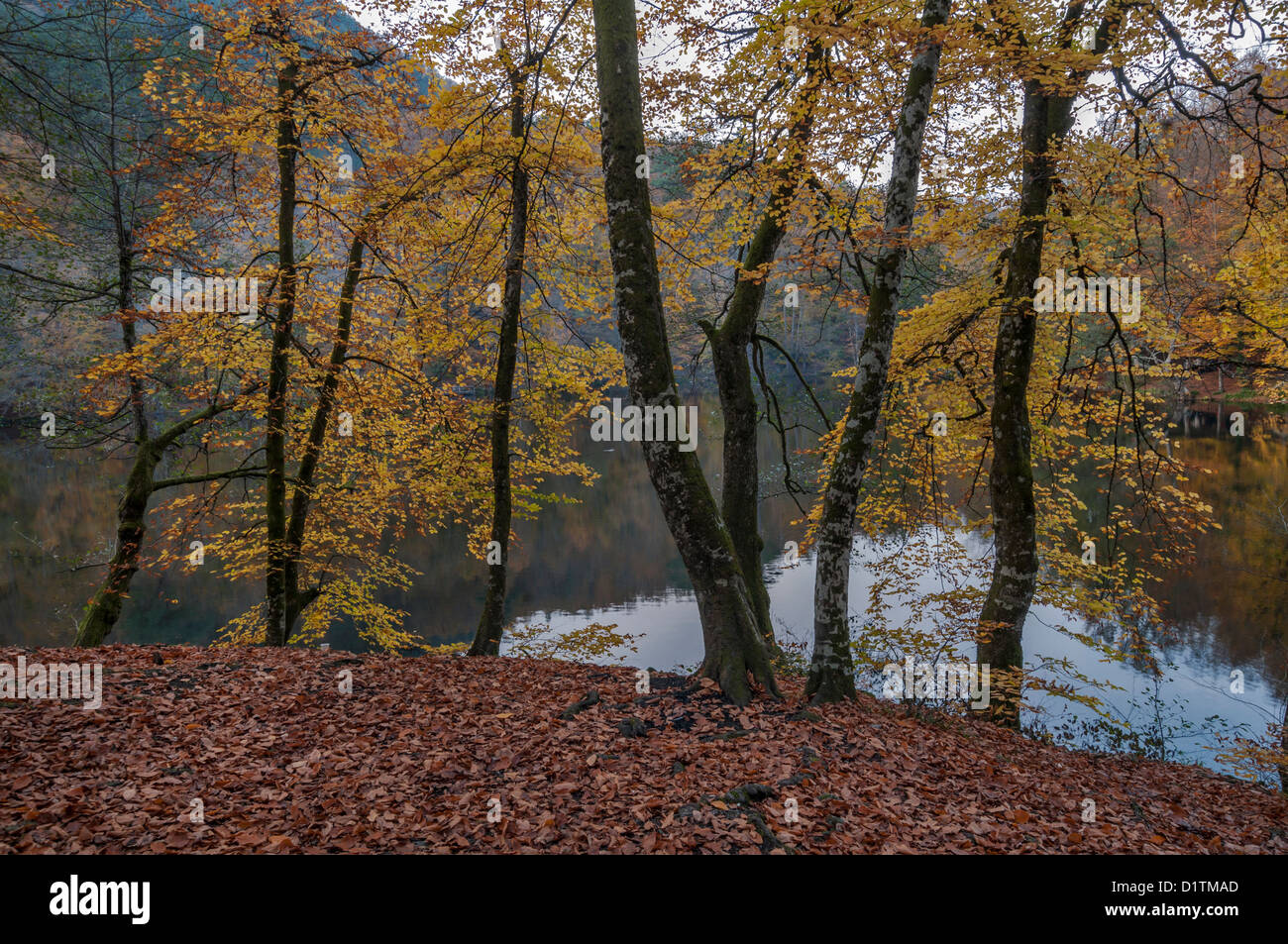 Fall Colours in Seven Lakes in Bolu,Turkey Stock Photo - Alamy