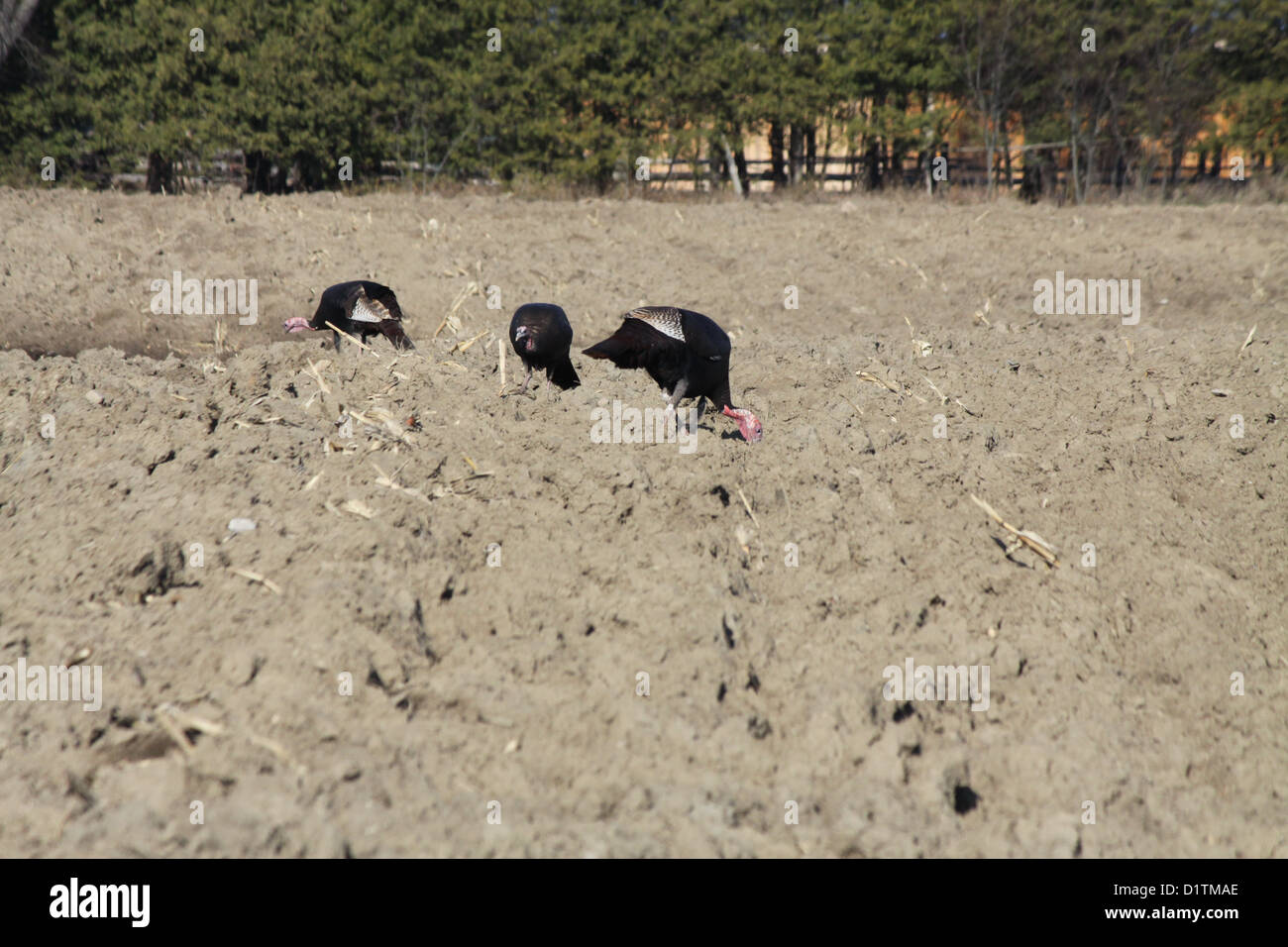 Eastern Wild turkeys foraging for food in the mud of a plowed under ...
