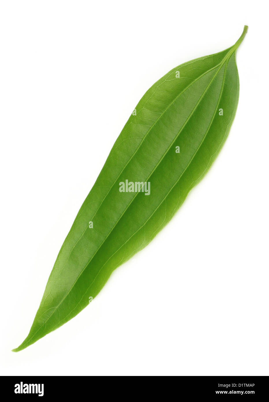 Green cassia leaves Stock Photo - Alamy