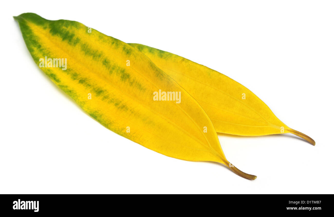 Green cassia leaves Stock Photo - Alamy
