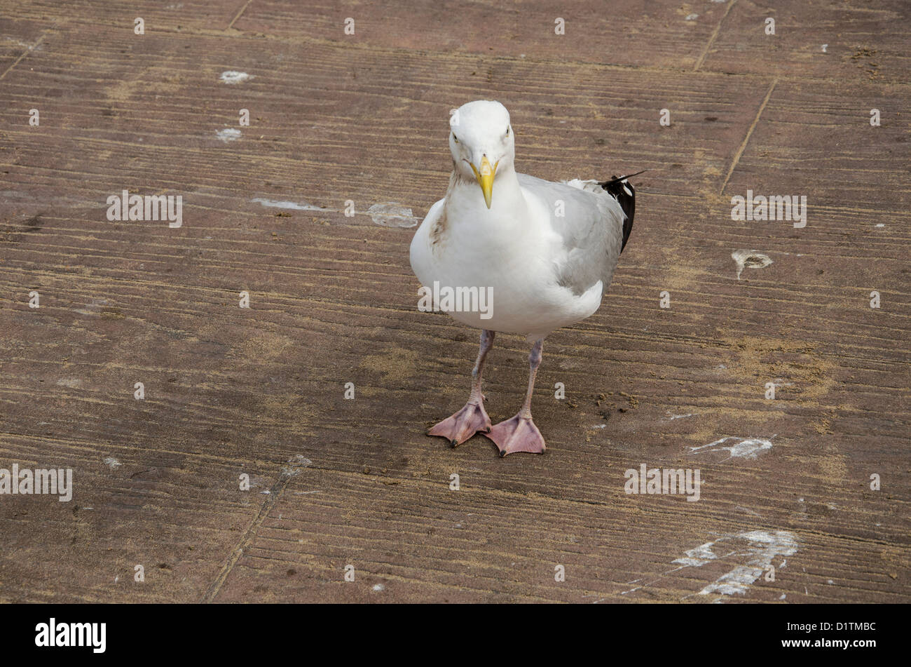 Seagull droppings hi-res stock photography and images - Alamy