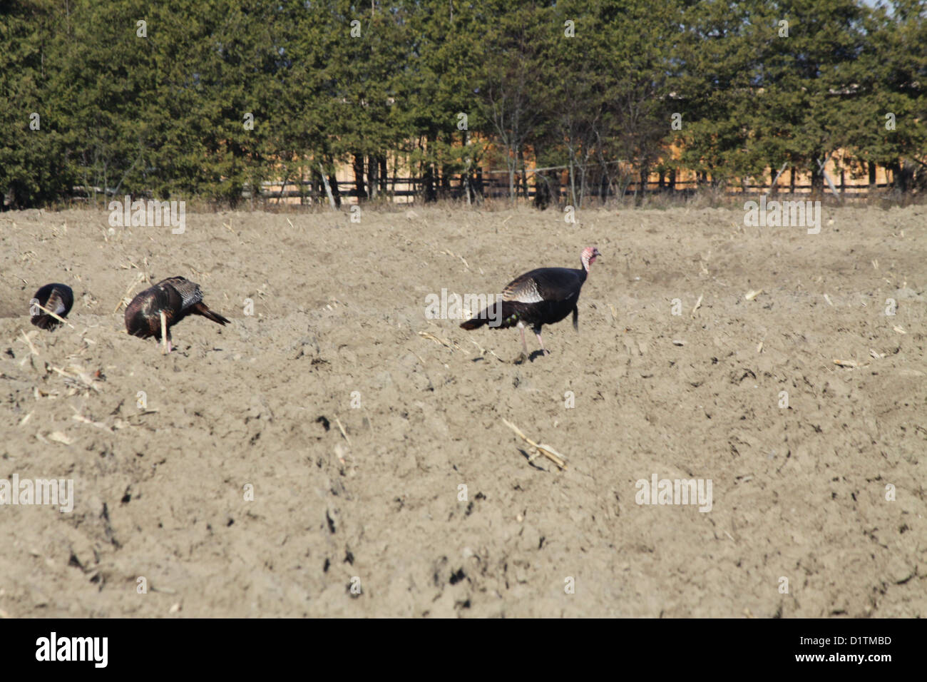 Turkey jake hi-res stock photography and images - Alamy