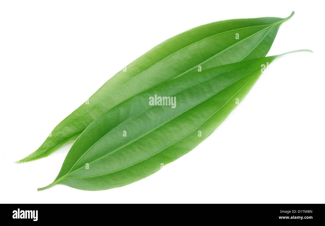 Green cassia leaves Stock Photo - Alamy