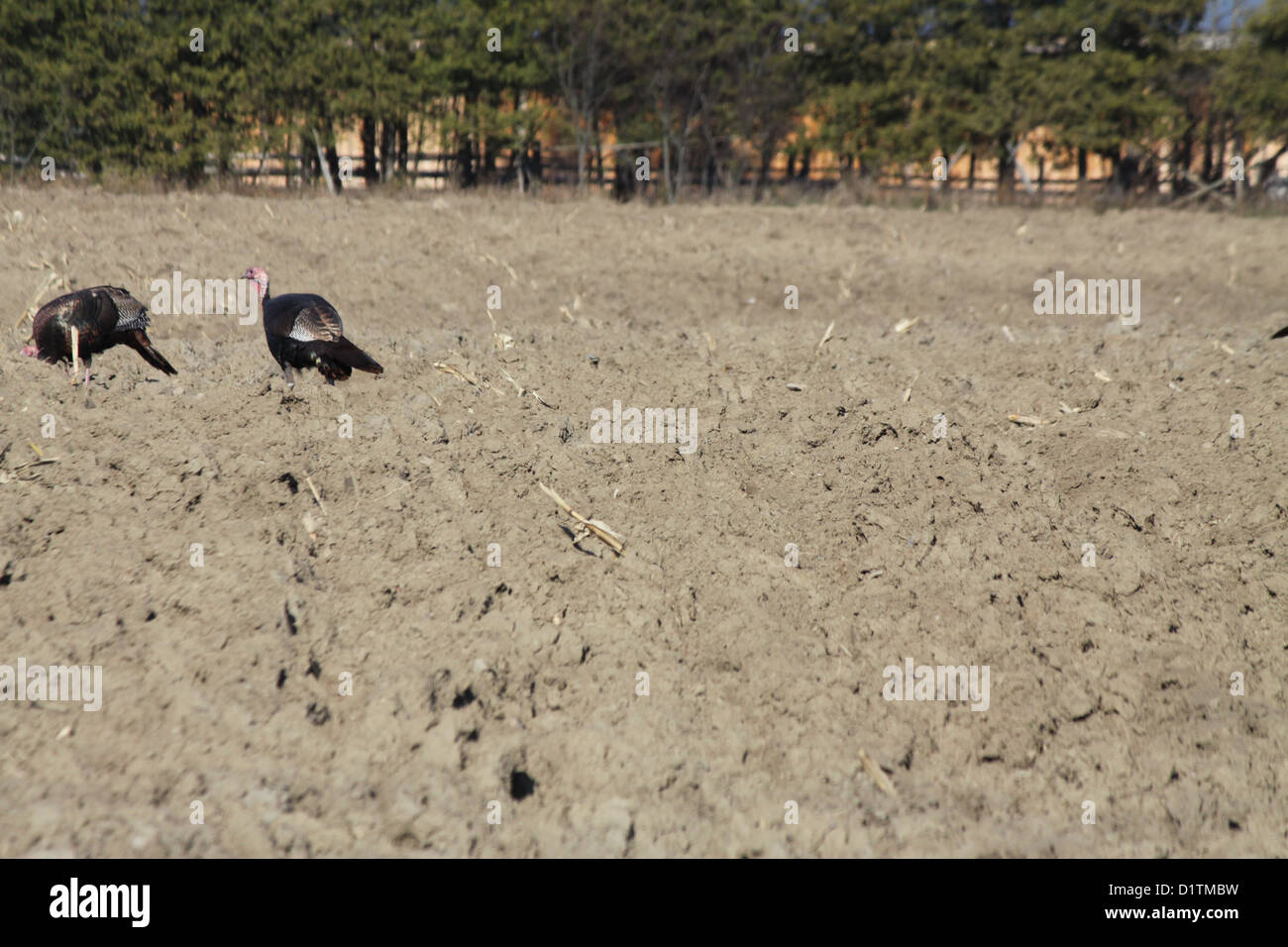 Eastern wild turkey hen hi-res stock photography and images - Alamy
