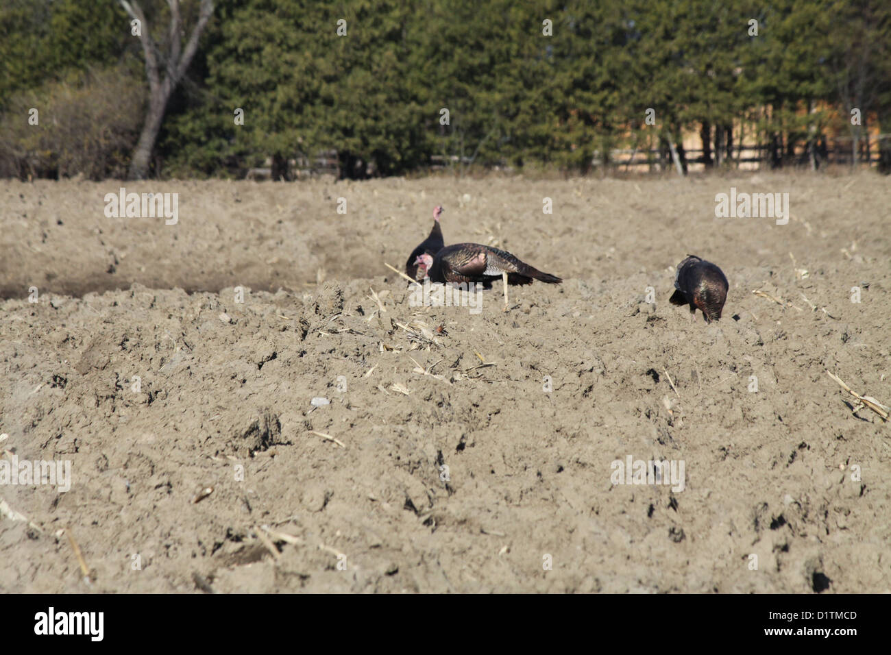 Eastern wild turkey hen hi-res stock photography and images - Alamy