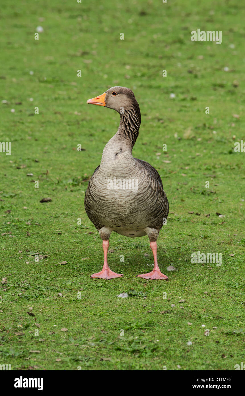 A lonely greylag goose who appears to be looking for the rest of the ...