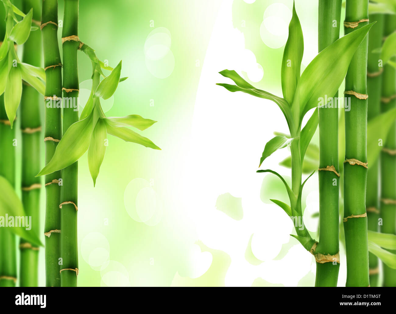 Fresh beautiful Bamboo Border isolated on white background Stock Photo ...