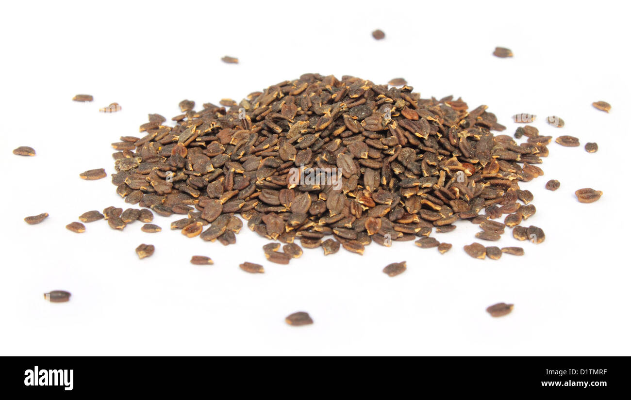 Medicinal lamiaceae seeds Stock Photo - Alamy