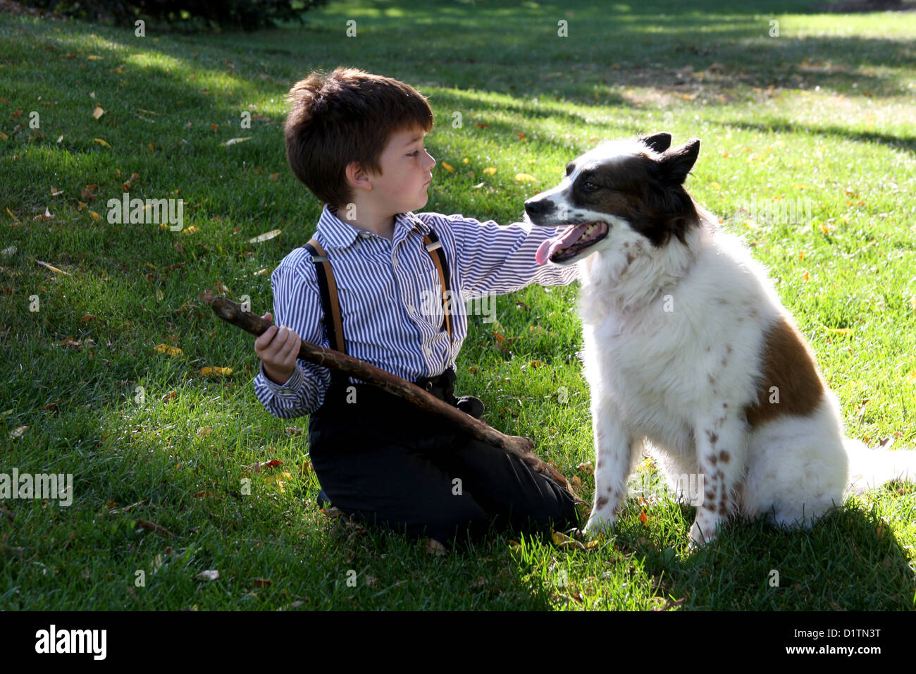 American Collie High Resolution Stock Photography and Images - Alamy