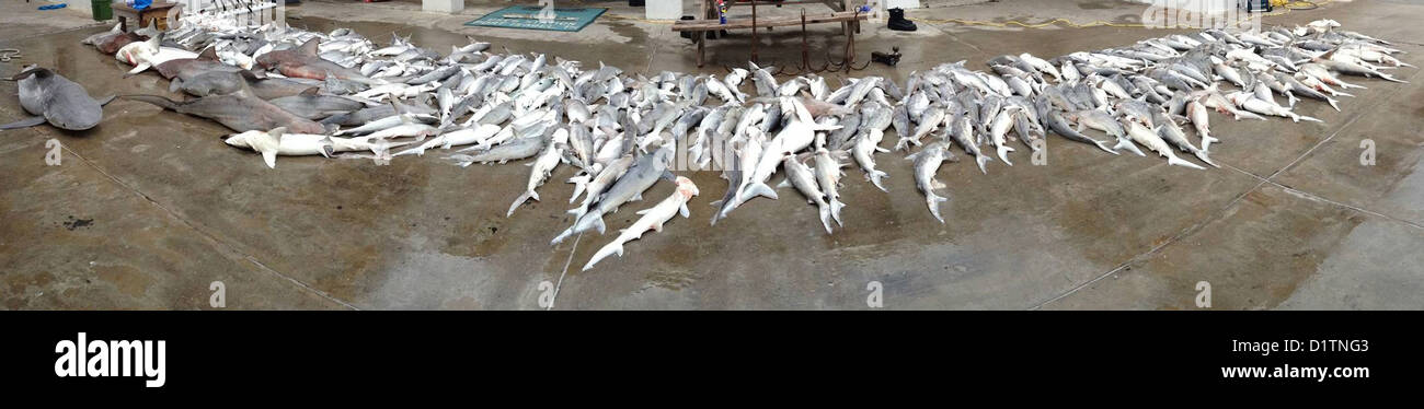 Shark poaching and finning hi-res stock photography and images - Alamy