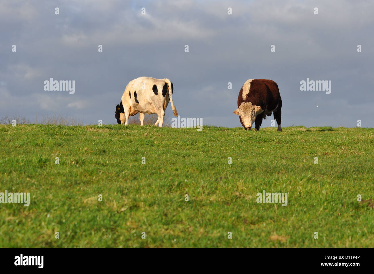 Two blue bulls hi-res stock photography and images - Alamy