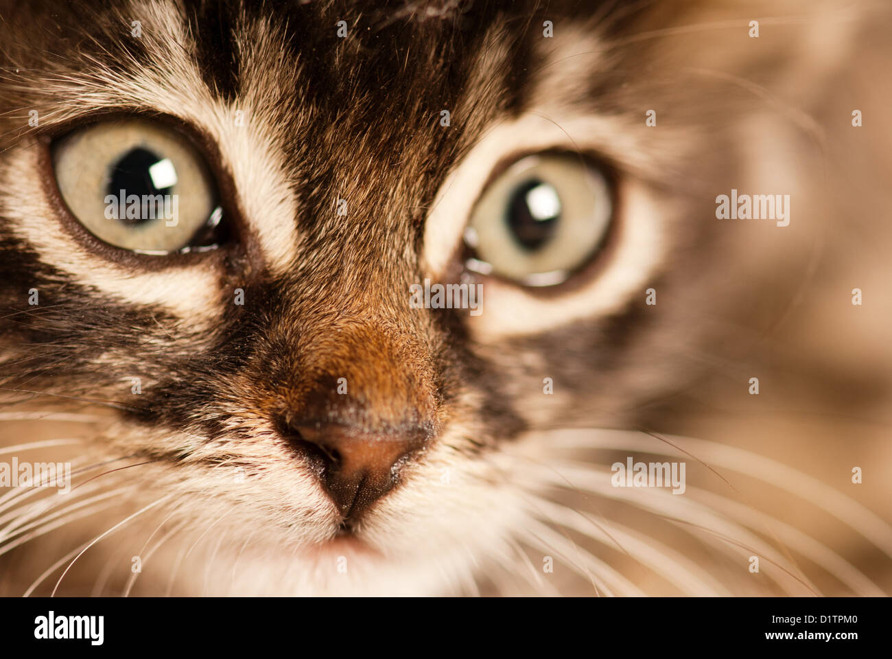 Feline look in focus with soft studio light Stock Photo - Alamy
