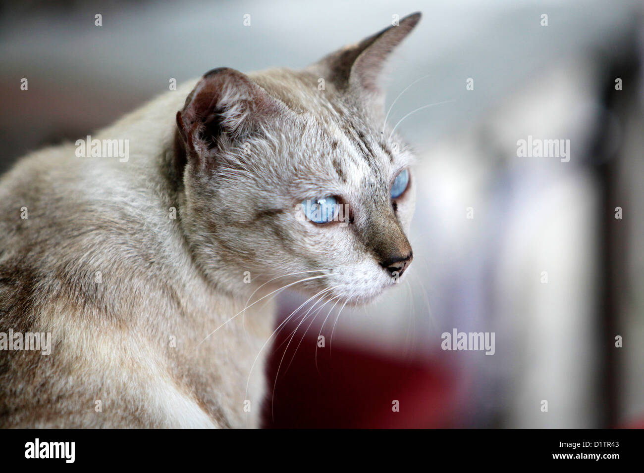 Siam Cat in Bangkok, Thailand Stock Photo - Alamy