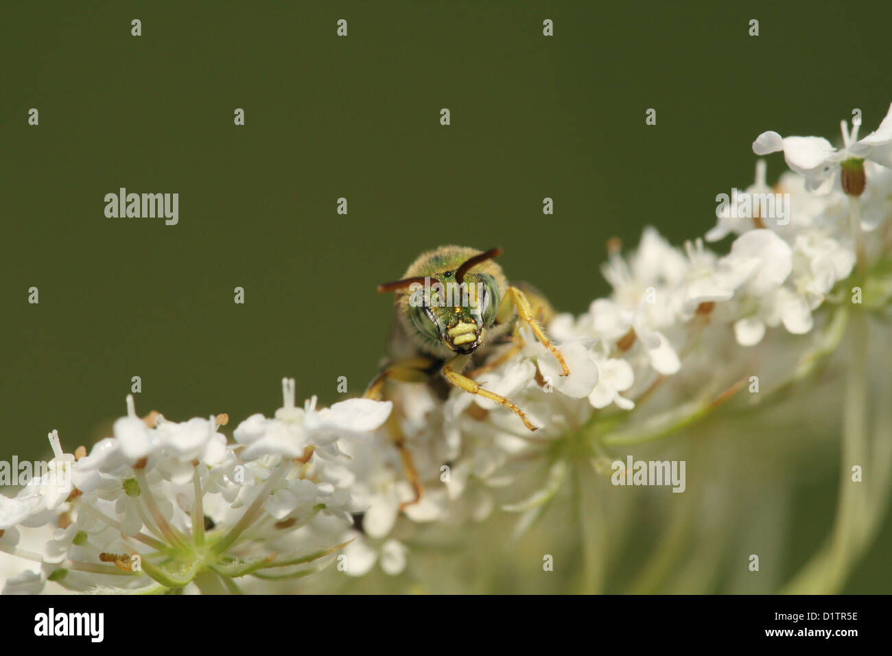Virescent Green Metallic Bee (Agapostemon virescents Stock Photo - Alamy