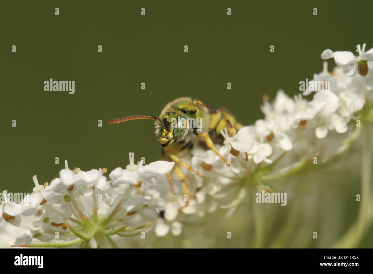 Virescent Green Metallic Bee (Agapostemon virescents Stock Photo - Alamy