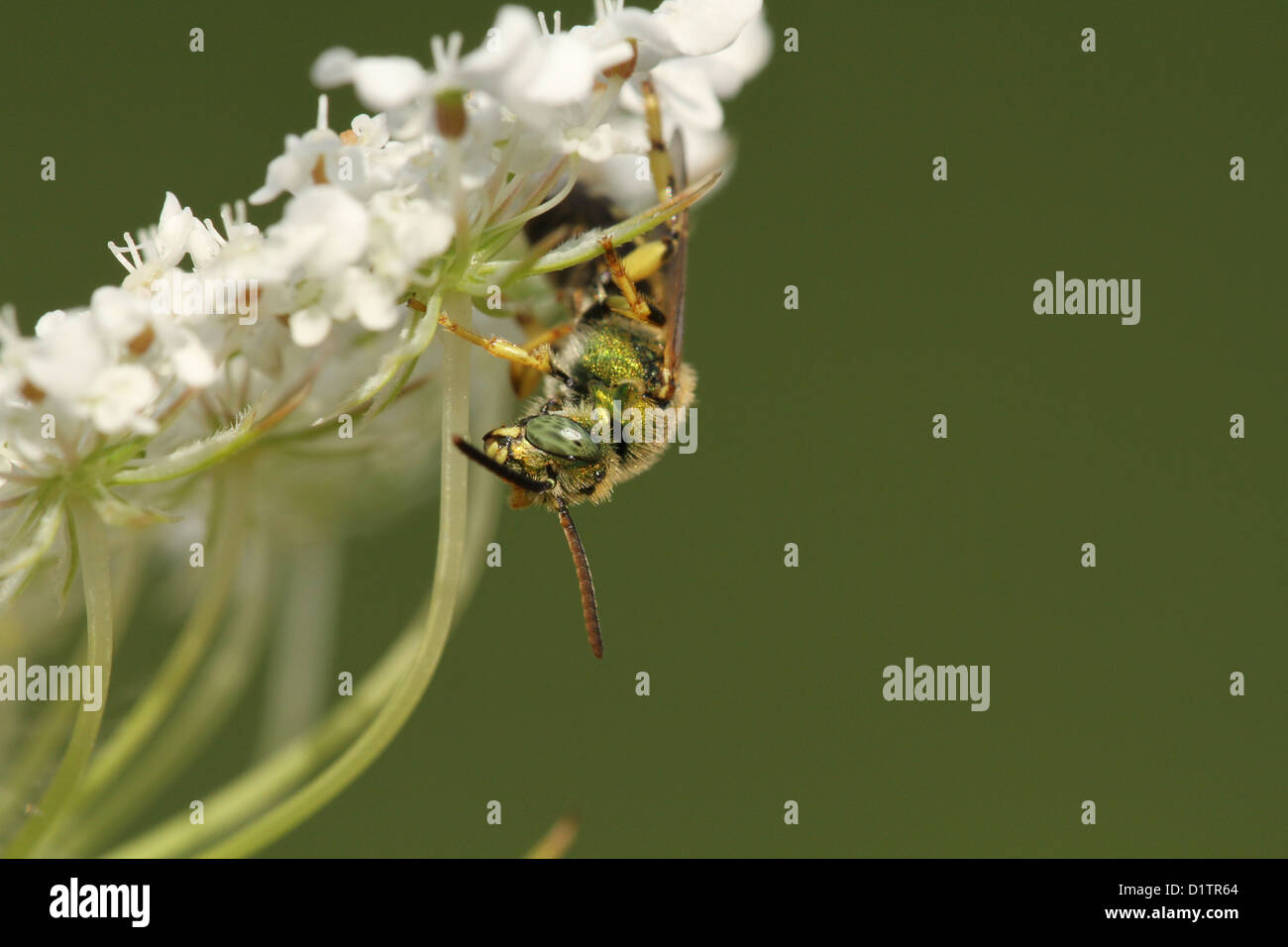 Virescent Green Metallic Bee (Agapostemon virescents Stock Photo - Alamy