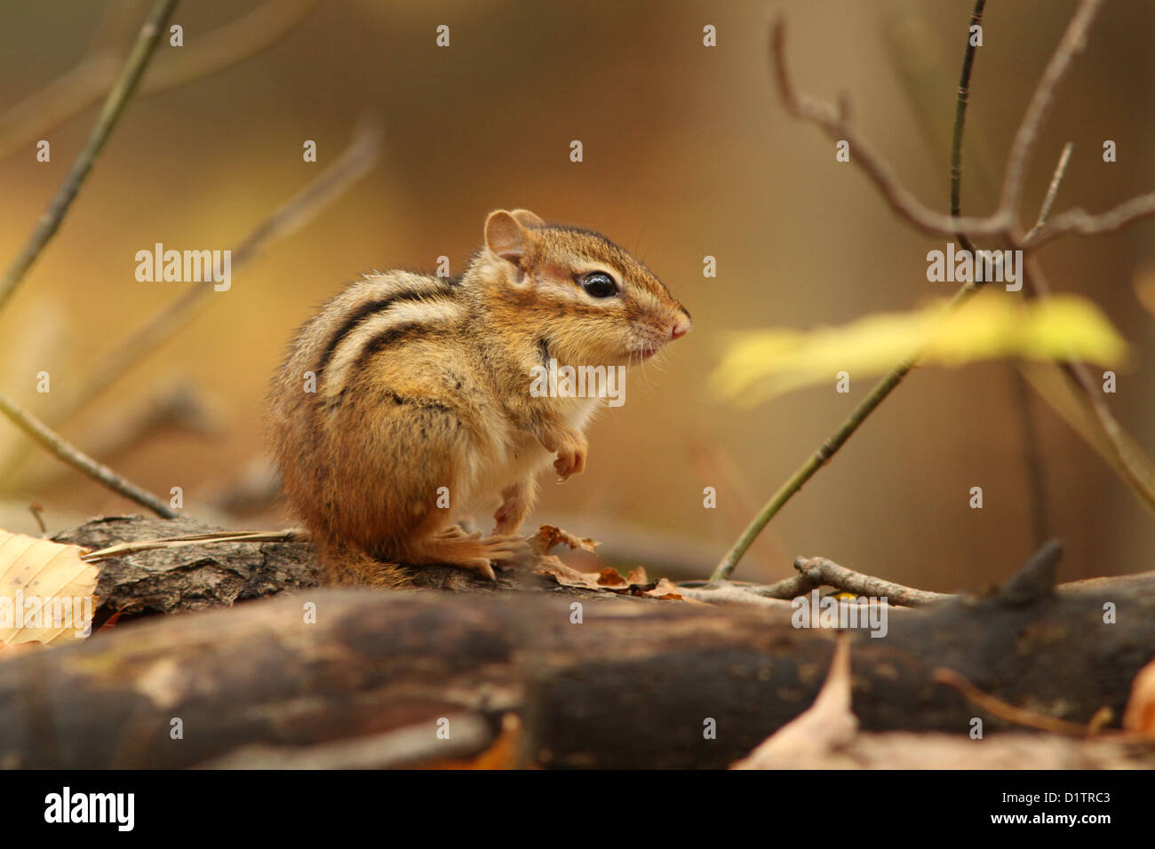Eastern Chipmunk (Tamias striatus) in autumn Stock Photo - Alamy