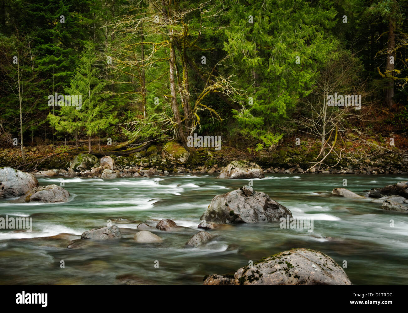 Just cedar hi-res stock photography and images - Alamy