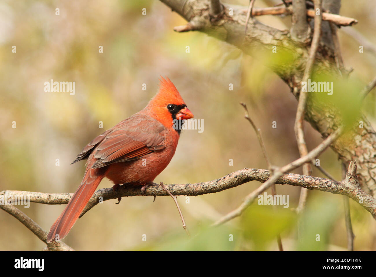 Male Red cardinal (Cardinalis cardinalis) in autumn Stock Photo - Alamy