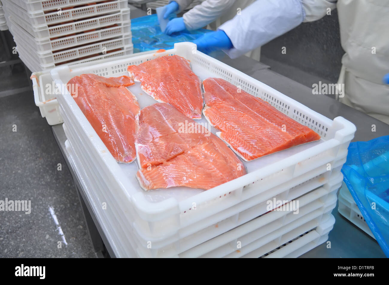 Salmon processing plant Stock Photo - Alamy