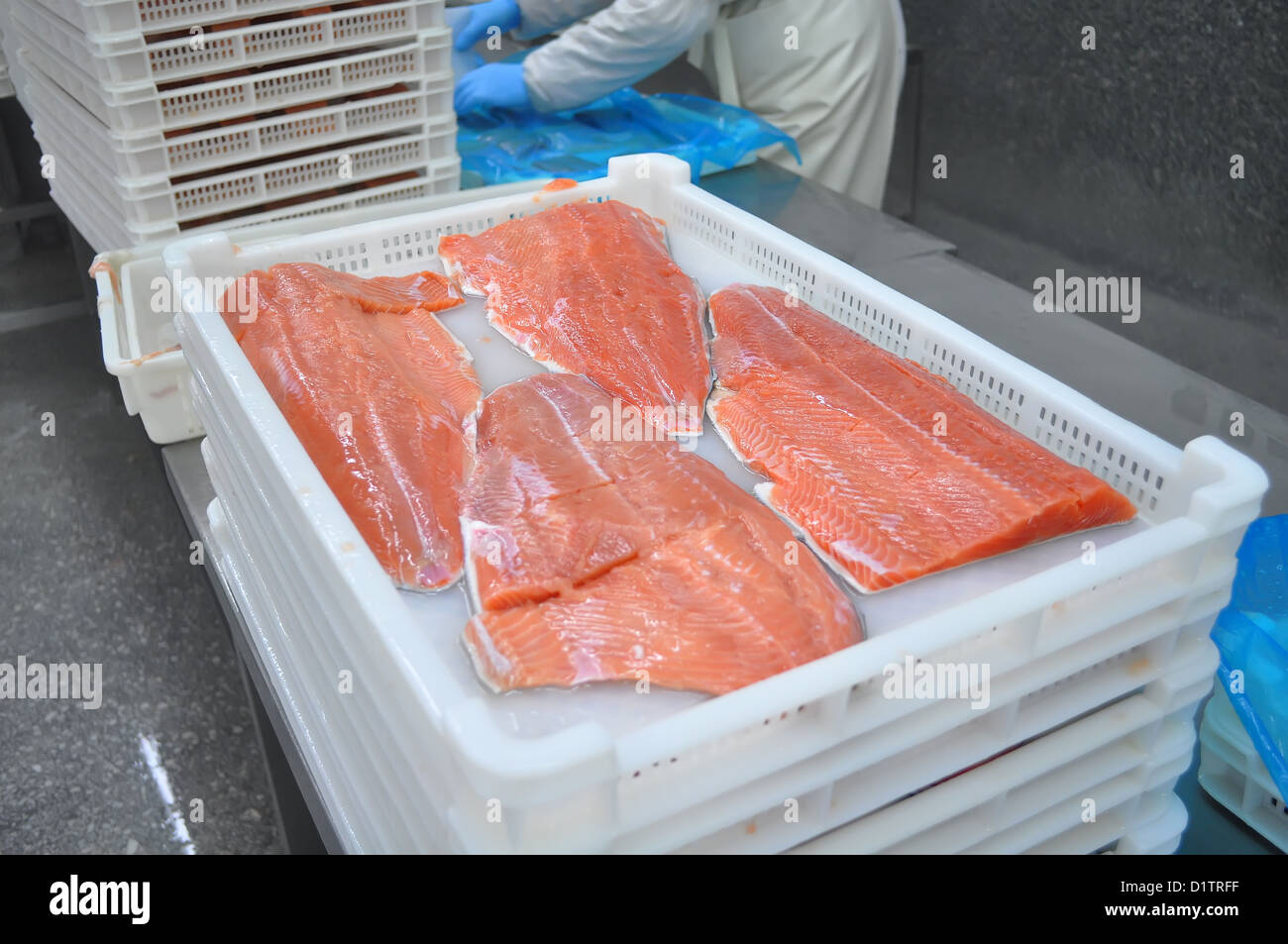Salmon processing plant Stock Photo - Alamy
