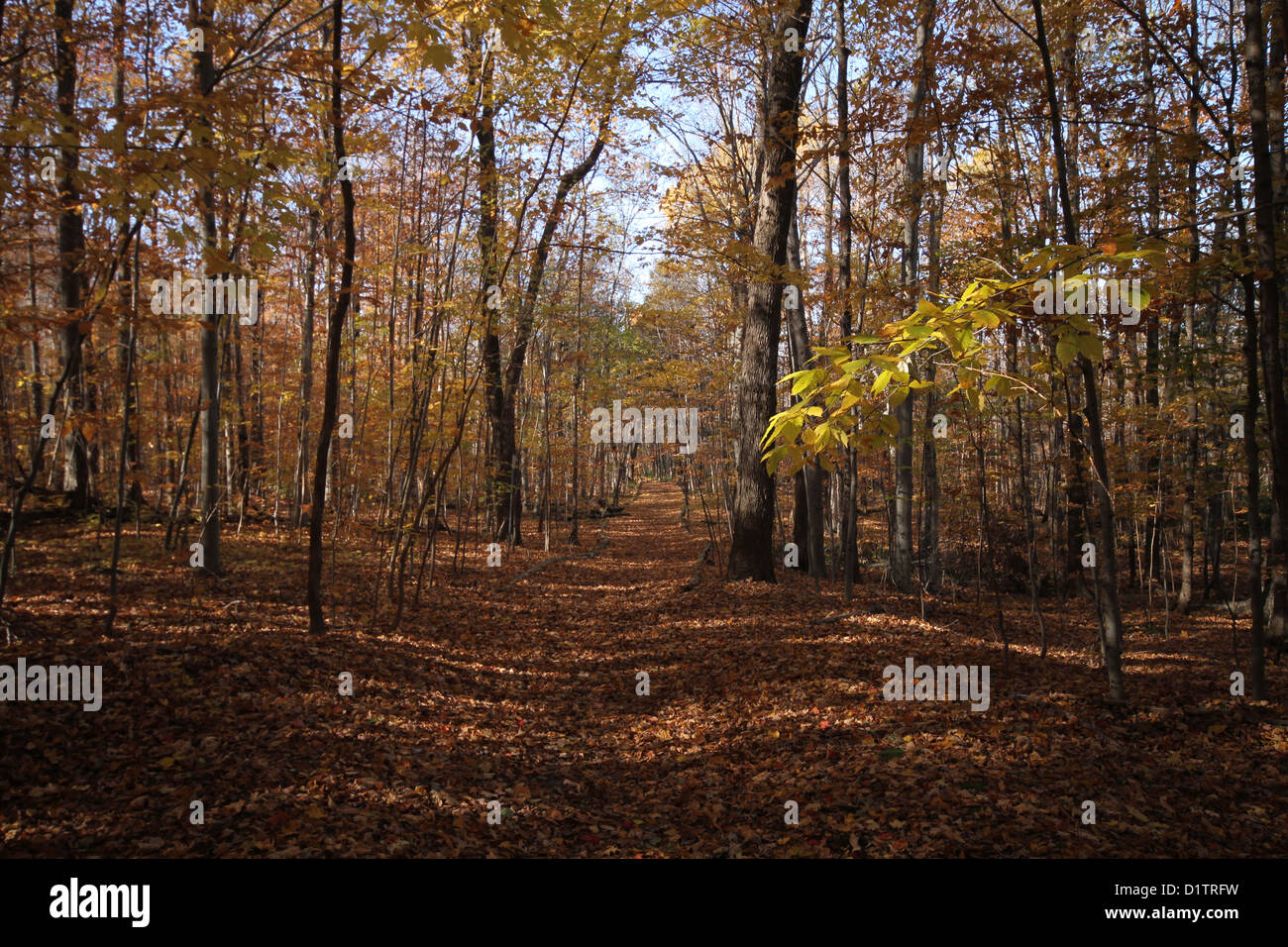 Sugar maple beech forest hi-res stock photography and images - Alamy