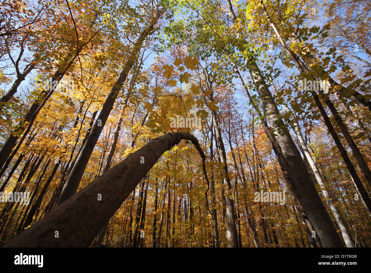 Sugar maple beech forest hi-res stock photography and images - Alamy