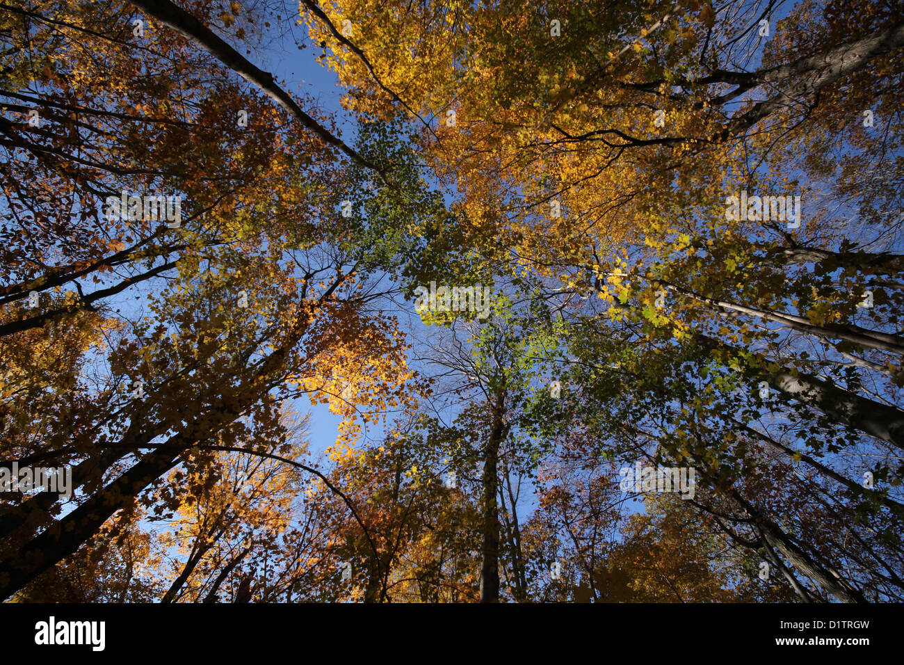 Beech maple forest hi-res stock photography and images - Alamy
