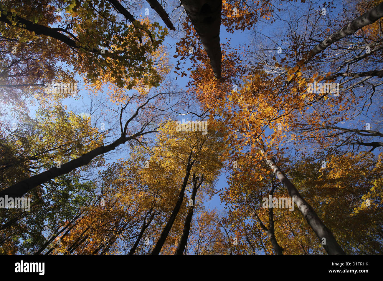 Sugar maple beech forest hi-res stock photography and images - Alamy