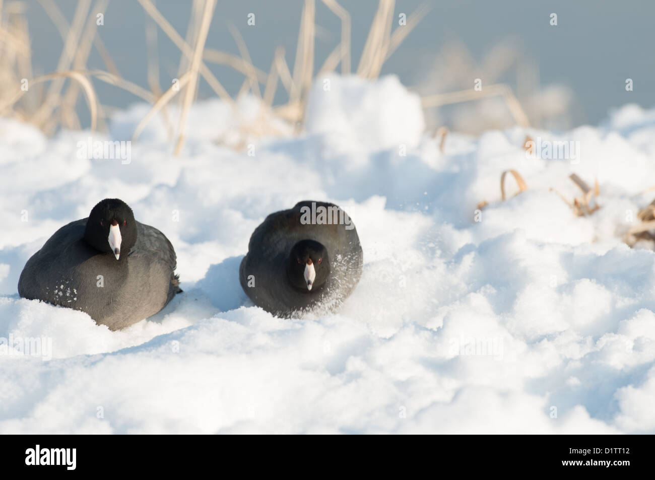 American coots hi-res stock photography and images - Alamy