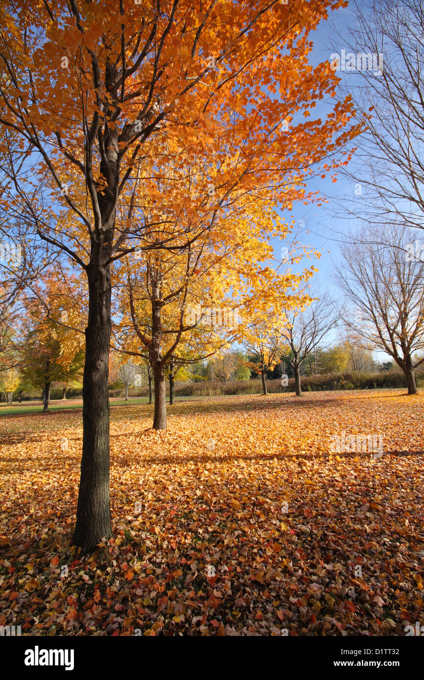 Canadian autumn landscape from Boucherville National Park Stock Photo ...