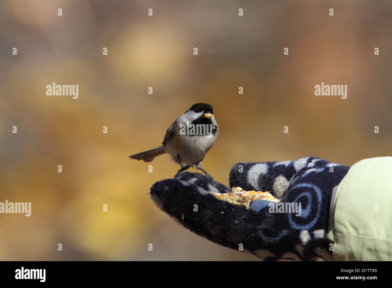 Hand feeding Black-capped Chickadee (Poecile atricapillus) or titmouse ...