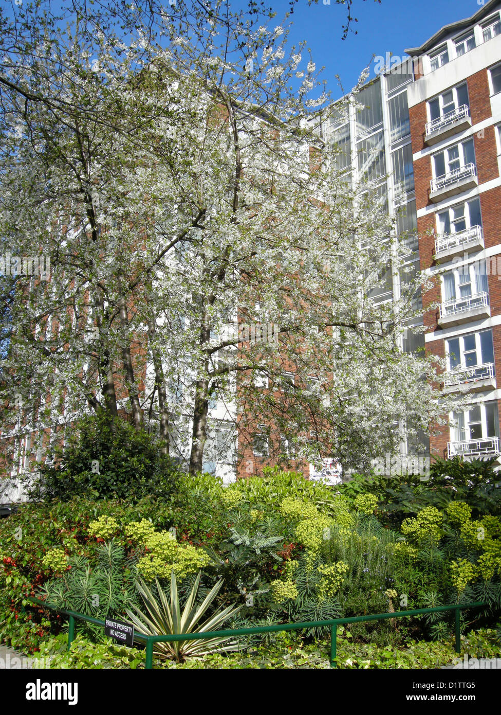Trees along a city street, London Stock Photo - Alamy