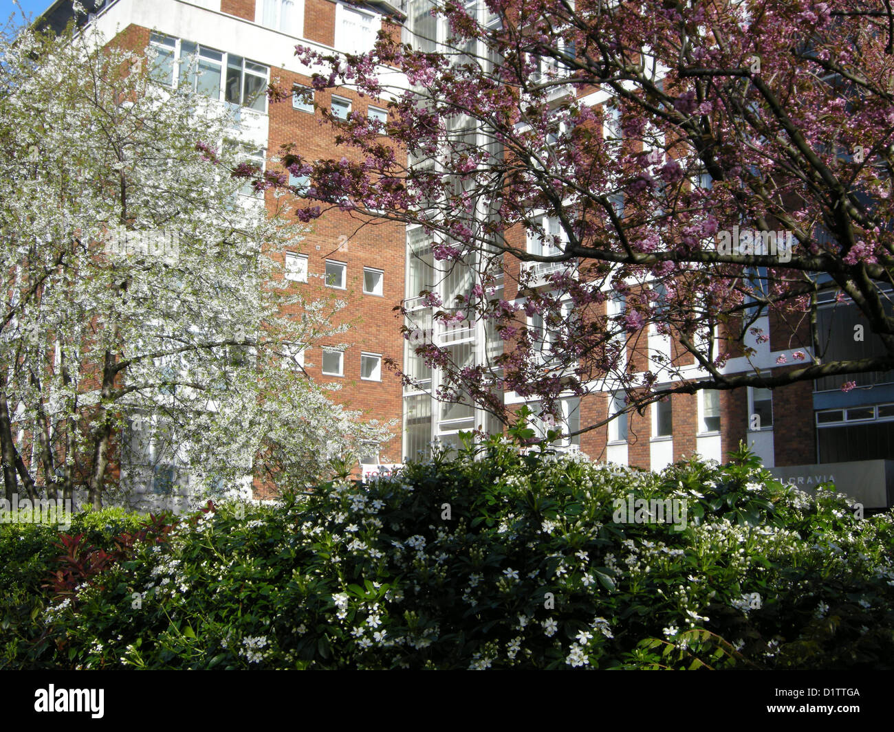 Trees along a city street, London Stock Photo - Alamy