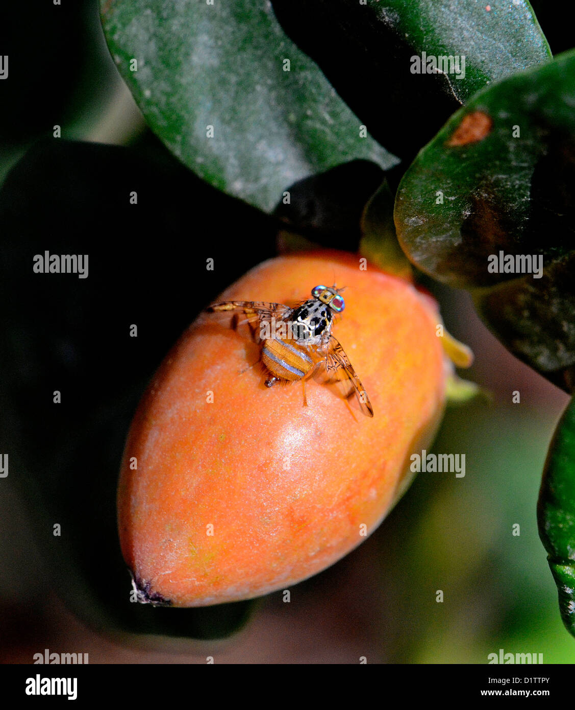 Macro picture of South African flowers and insects Stock Photo - Alamy