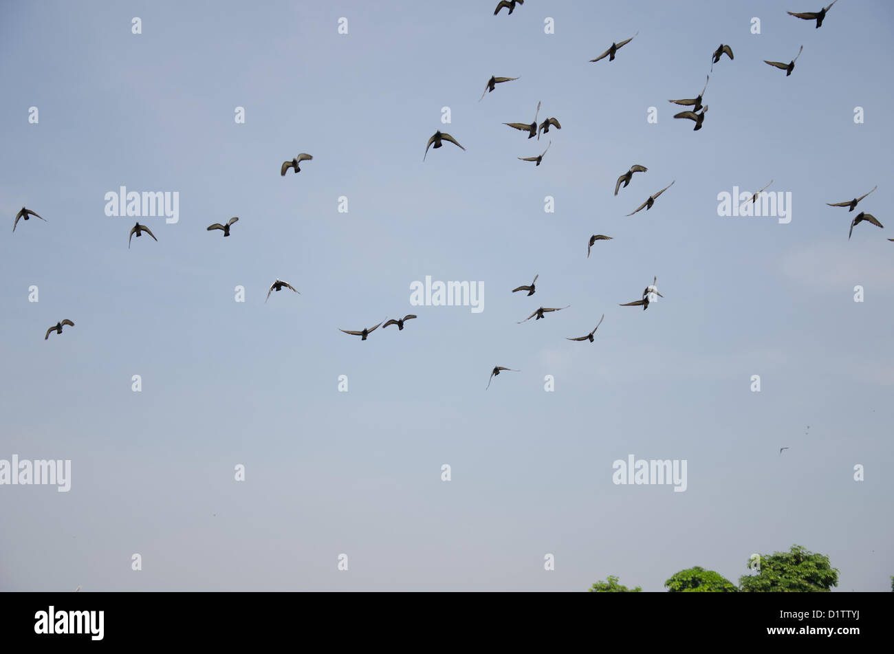 Many birds flying in the sky Stock Photo - Alamy