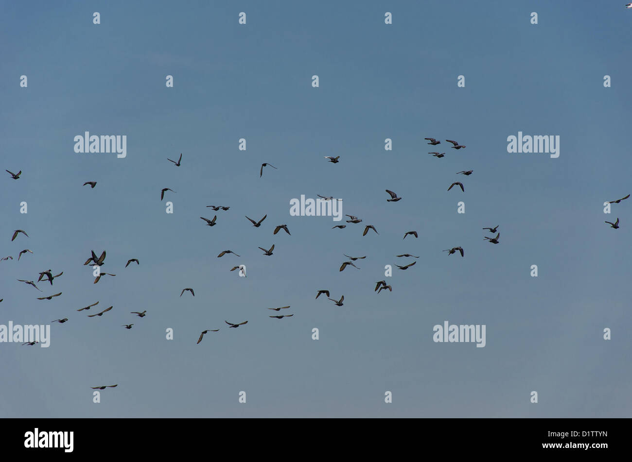 Many birds flying in the sky Stock Photo - Alamy