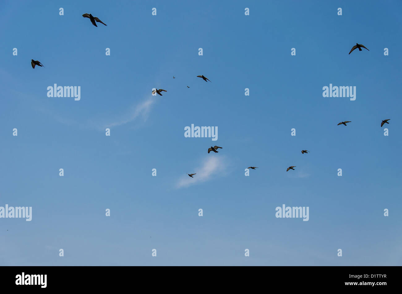 Many birds flying in the sky hi-res stock photography and images - Alamy