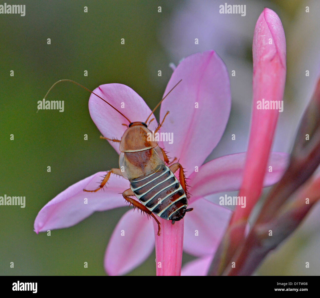 Macro picture of South African flowers and insects Stock Photo - Alamy