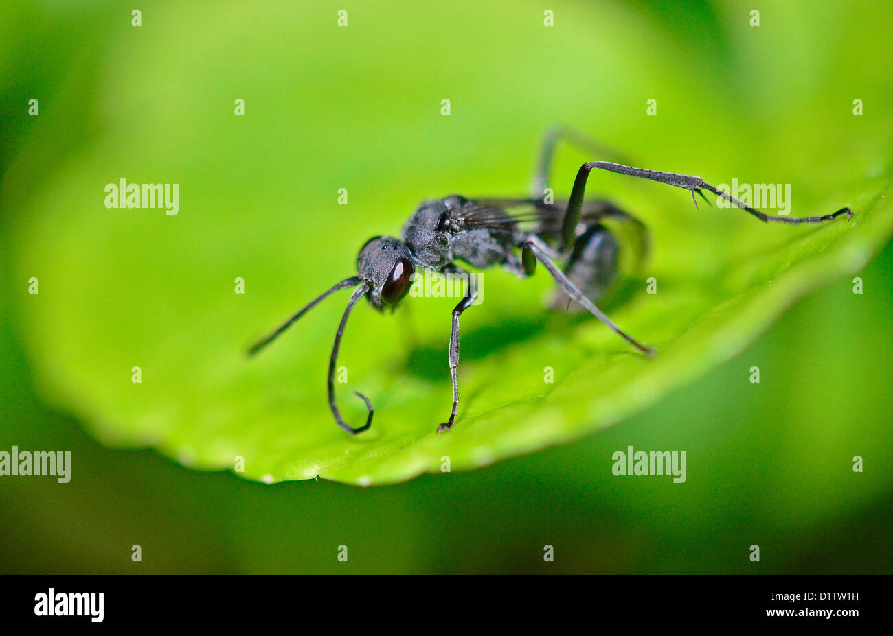 Macro picture of South African flowers and insects Stock Photo - Alamy