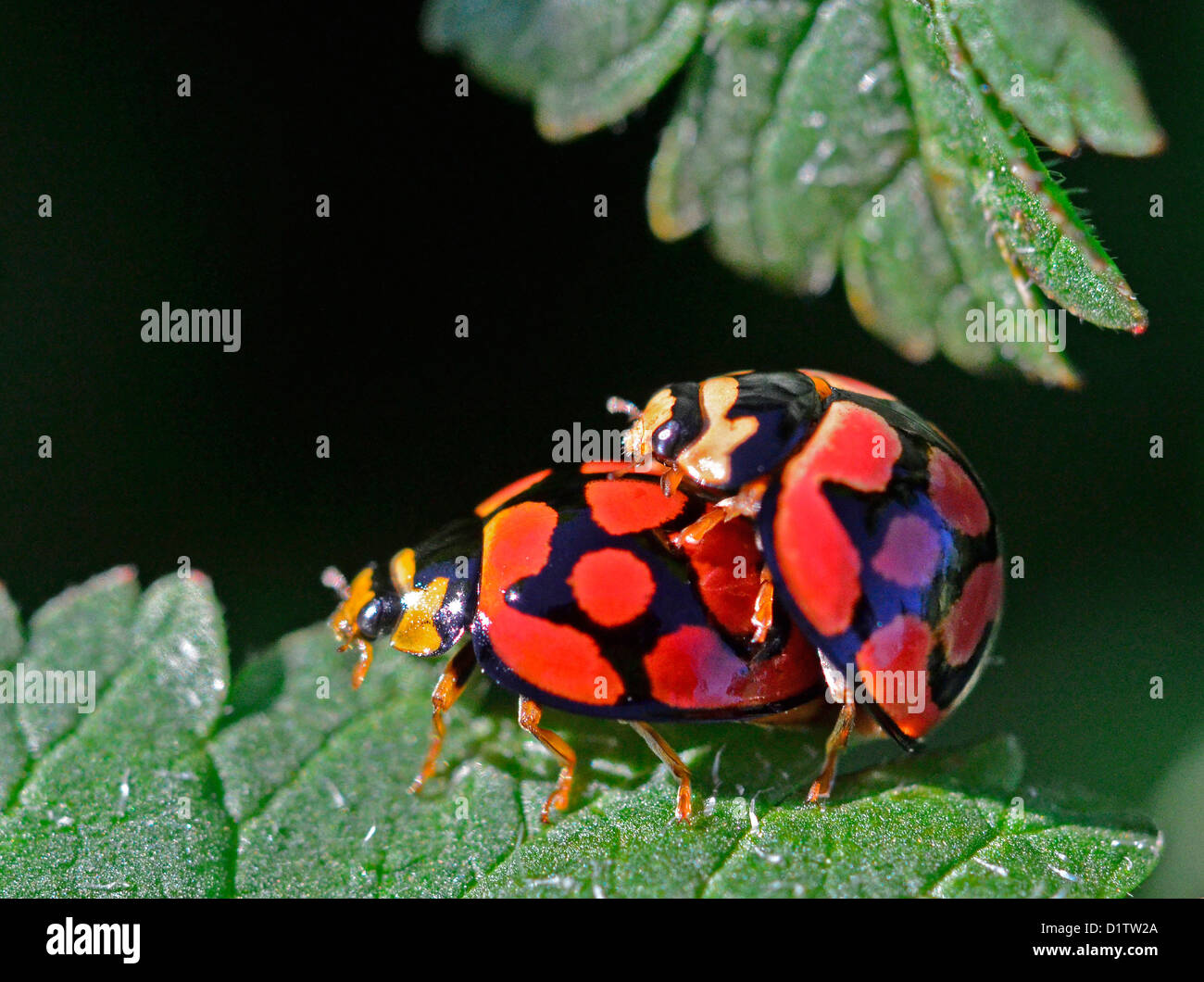 Macro picture of South African flowers and insects Stock Photo - Alamy